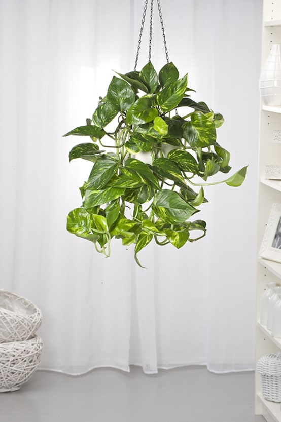 Pothos - Jardiland