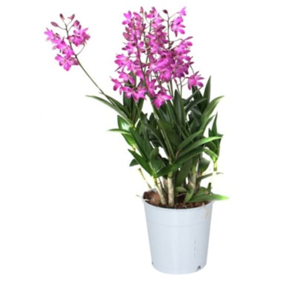 Orchidée Dendrobium 'Berry Oda' - Jardiland