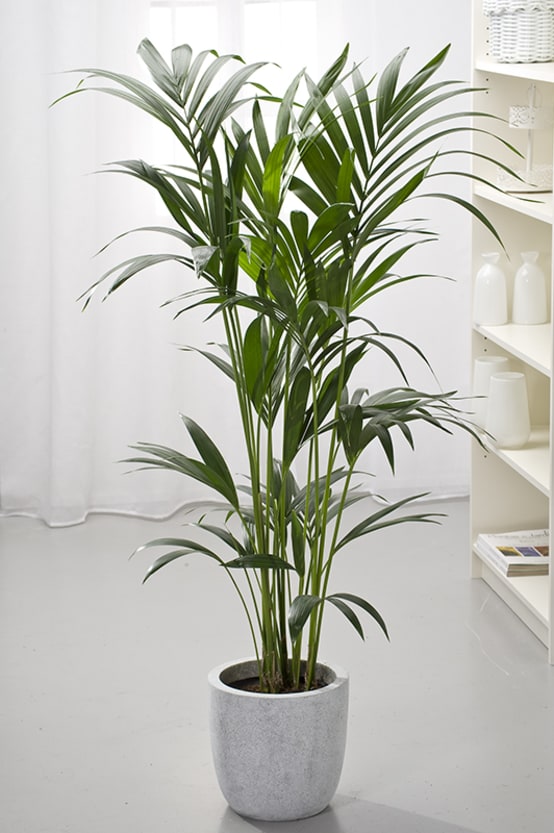 Kentia de Foster - Jardiland