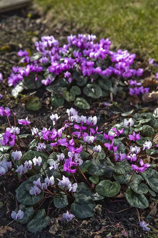 Mini-ciclamen - Jardiland