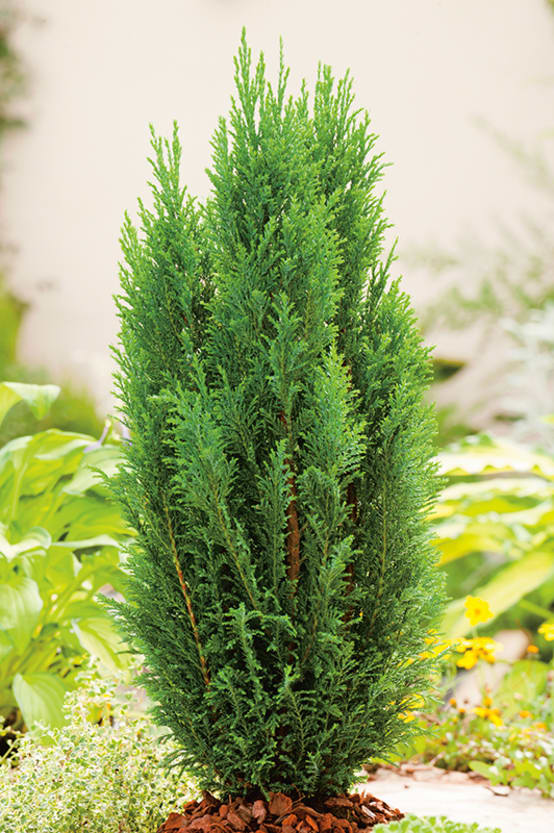 Cyprès de Lawson 'Elwoodii' - Jardiland