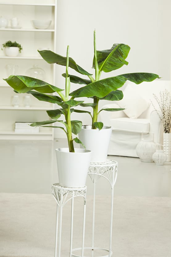 Bananier nain - Jardiland