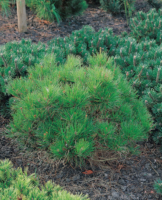 Pin Rouge Du Japon 'Alice Verkade' - Jardiland