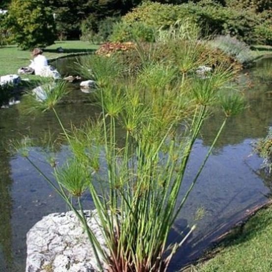 Papyrus, Souchet - Jardiland