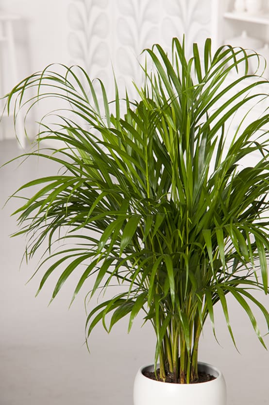 Areca, Palmera de Arec - Jardiland