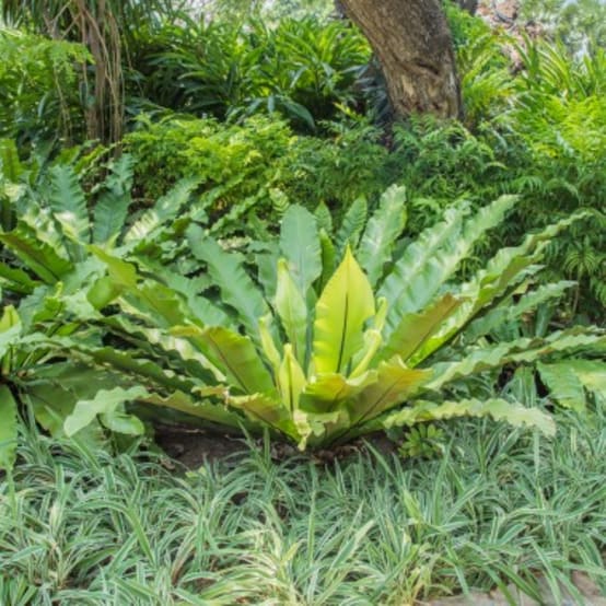 Helecho asplenium - Jardiland