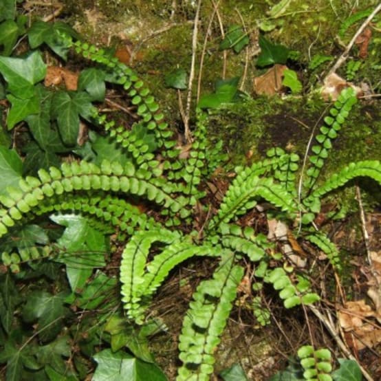 Helecho asplenium - Jardiland