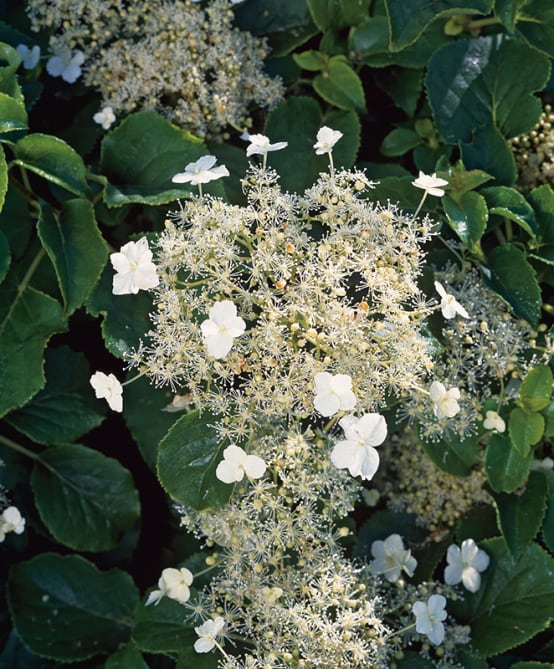 Hortensia Grimpant - Jardiland