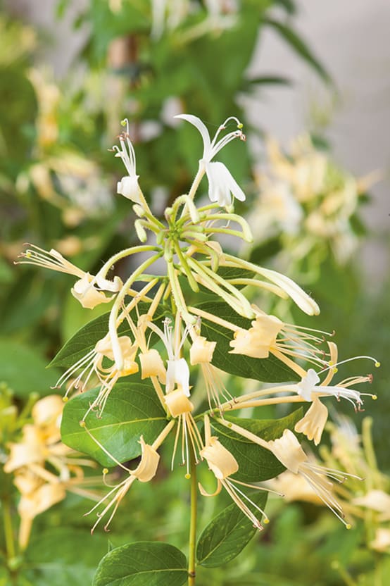 Chèvrefeuille 'Delavayi' - Jardiland