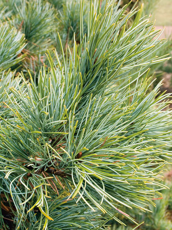 Pino Blanco Japonés 'Glauca' - Jardiland