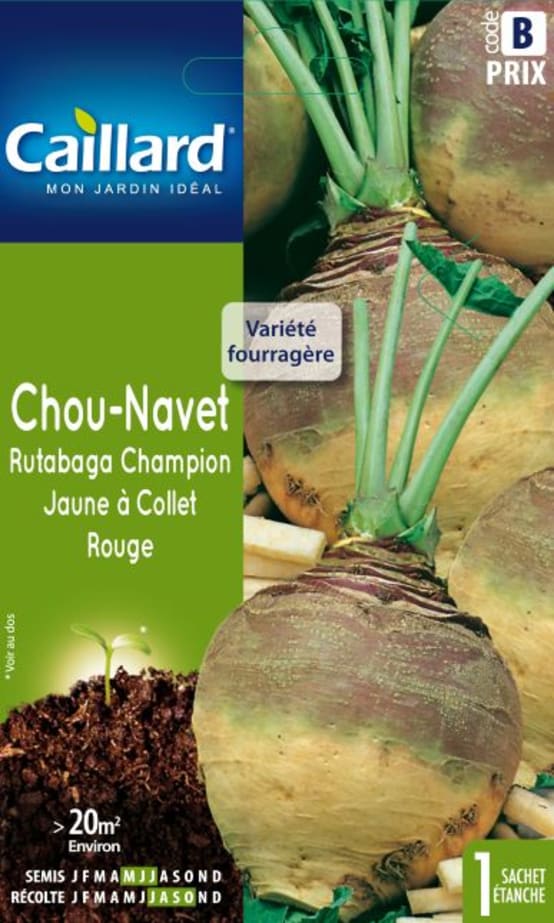 Semillas de Nabo sueco Rutabaga Champion amarillo con cuello rojo ...