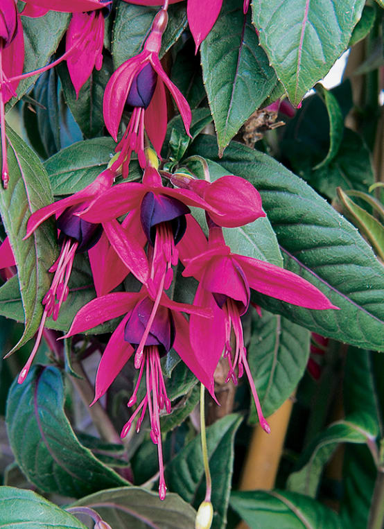 Fuchsia 'Lady Boothby®' - Jardiland