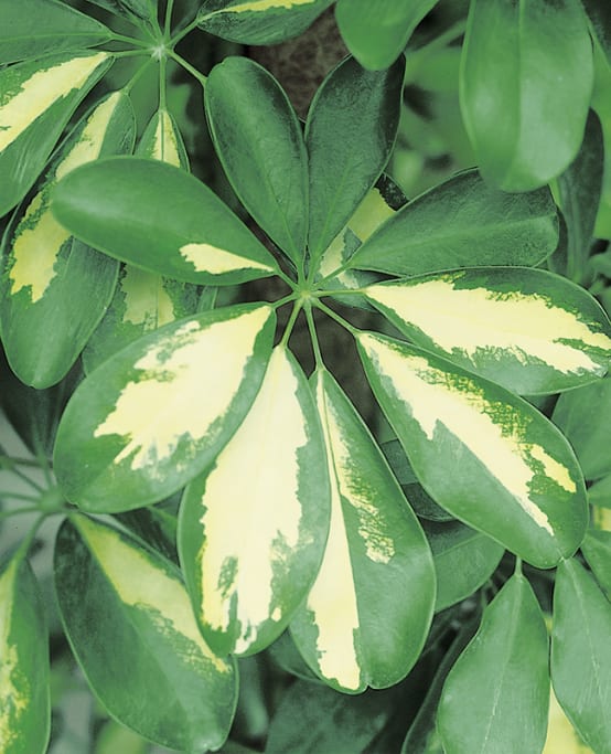 Schefflera 'Gold Capella' - Jardiland