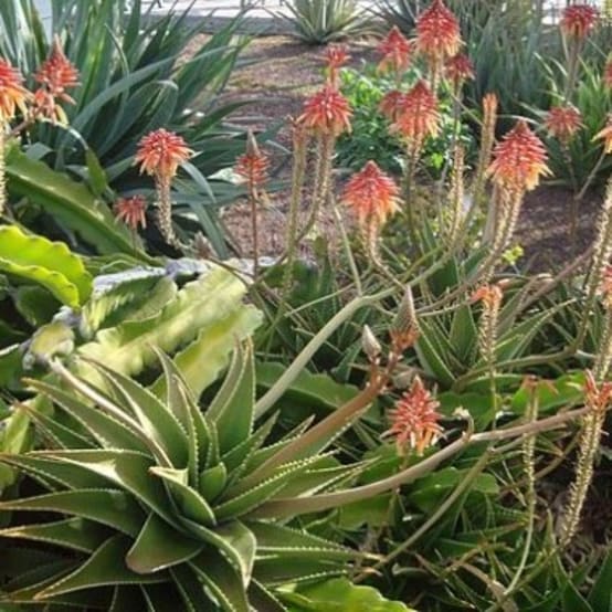 Aloès, Aloé vera, Aloé des Barbades - Jardiland