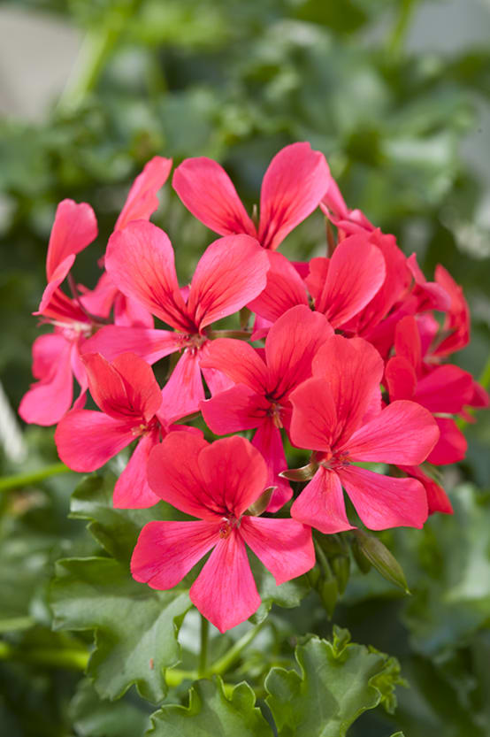 Géranium zonale 'Grand idole' - Jardiland