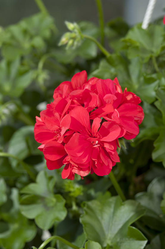 Géranium zonale 'Grand idole' - Jardiland