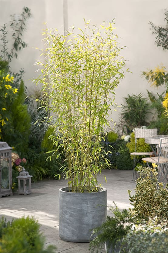 Bambú Dorado - Jardiland