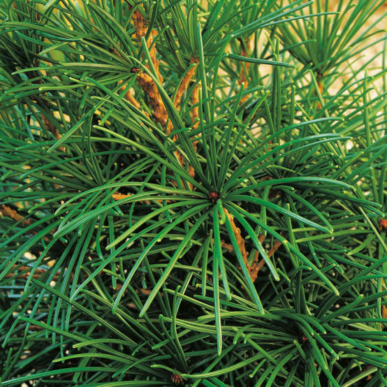 Pin Parasol du Japon - Jardiland