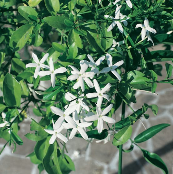 Jazmín de las Azores - Jardiland