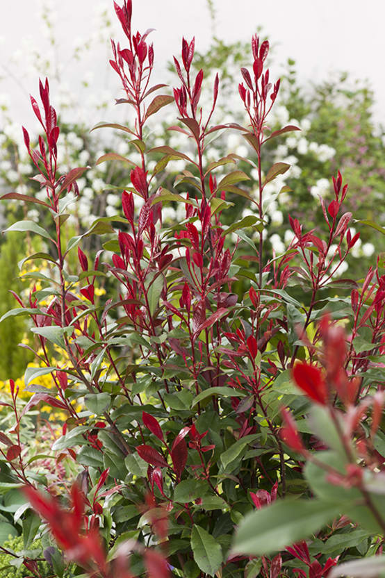 Photinia - Jardiland