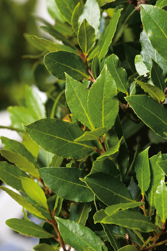 Laurel de cocina - Jardiland