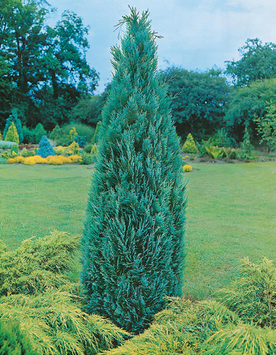 Ciprés de Lawson 'Columnaris' - Jardiland