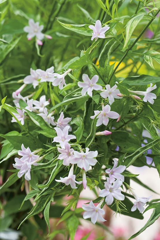 Jazmín Stephanense - Jardiland