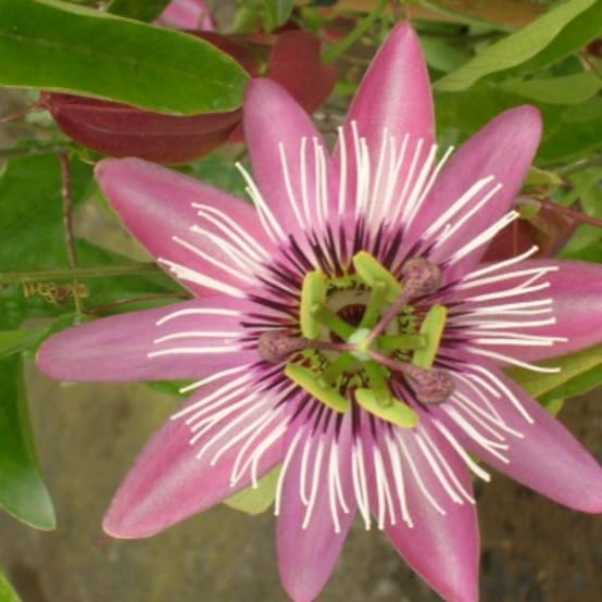 Pasiflora - Jardiland