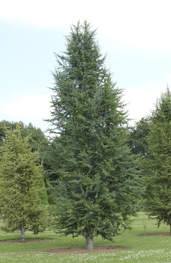 Cèdre Des Alpes 'Glauca Fastigiata' - Jardiland