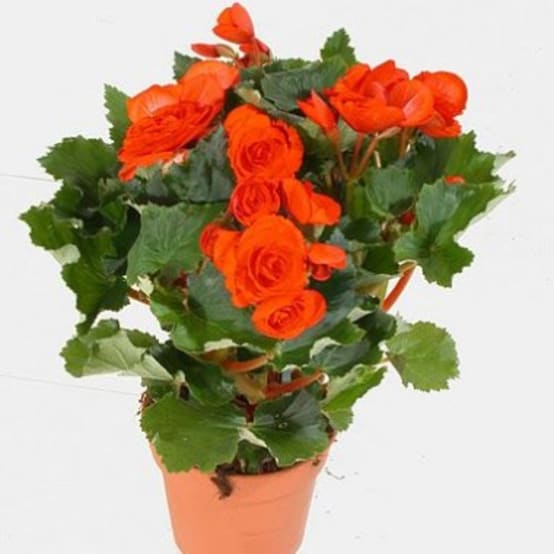 Bégonia 'Rouge' - Jardiland