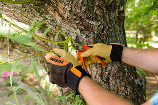 Guante de poda profesional Rameau Talla 10, Ideal para tijeras de podar ...