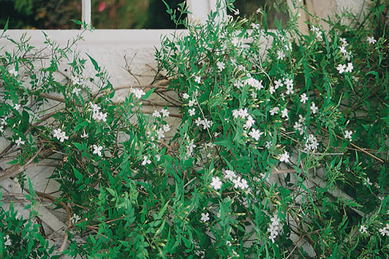 Jazmín blanco - Jardiland