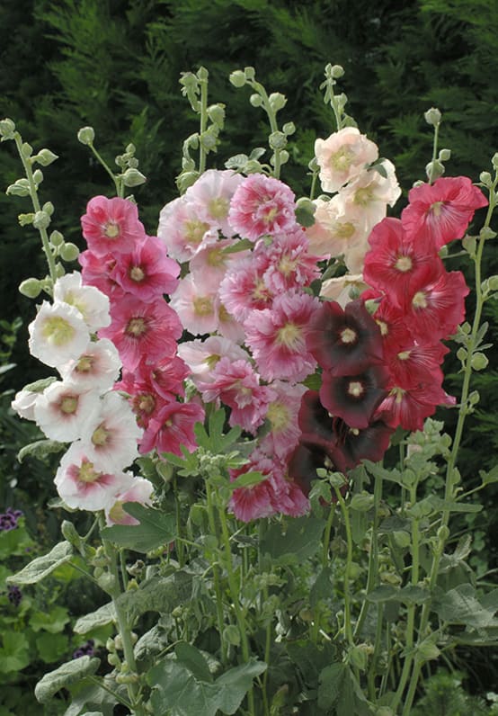Alcea rosea simple - Jardiland