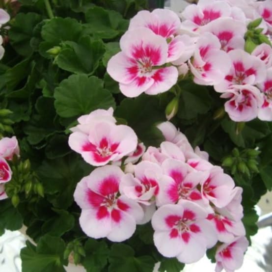 Géranium zonale, pélargonium zonale - Jardiland