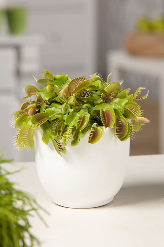 Dionaea, Atrapamoscas, Trampa de lobo - Jardiland