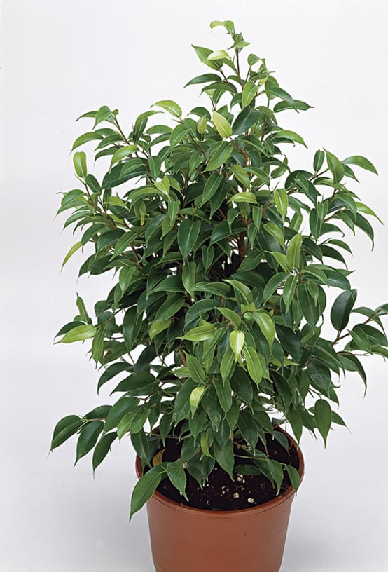 Ficus llorón 'Nastaja' - Jardiland