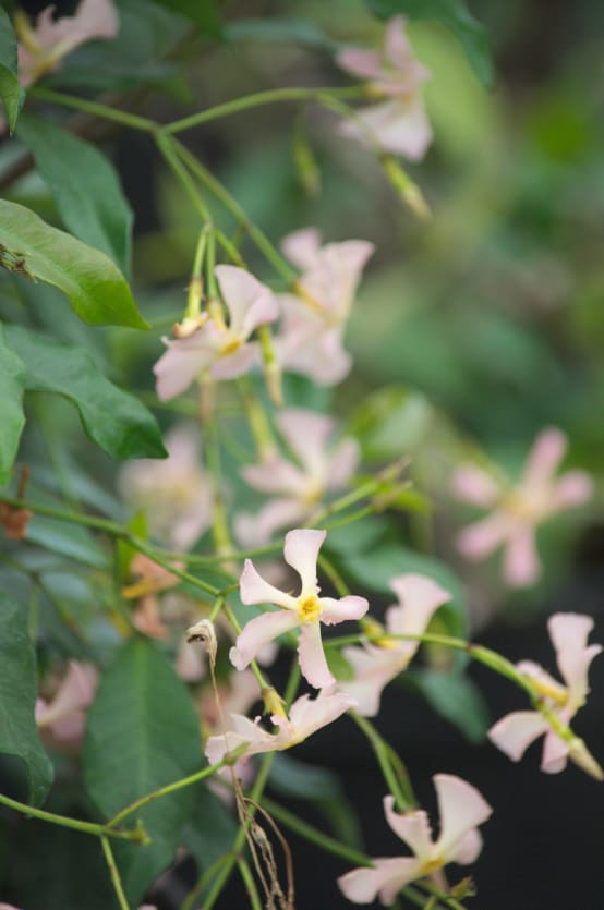 Jazmín estrellado 'Pink Showers' - Jardiland