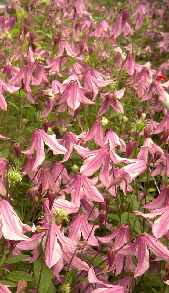 Clématite 'Pink Delight' - Jardiland