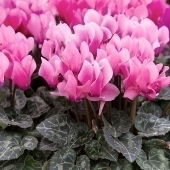 Mini ciclamen - Jardiland