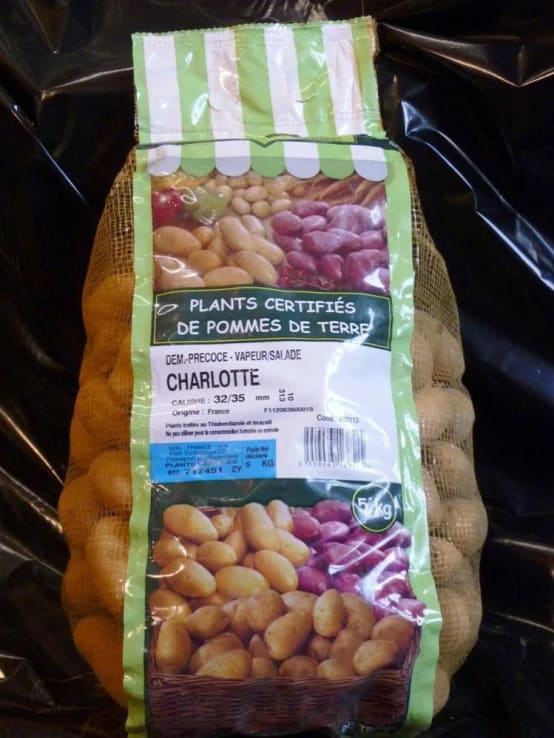 Pomme de terre Charlotte - - Jardiland