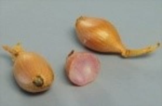 Echalote Longor Filet 500g - FERTINATURE - Jardiland