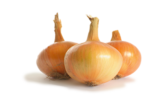 Oignon sturon Filet Jaune allongé 250g - FERTINATURE SARL - Jardiland