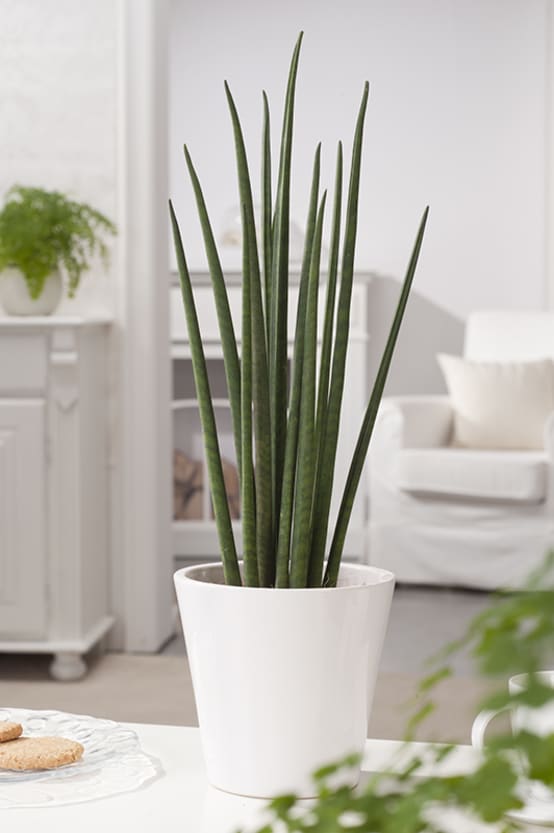 Sansevieria con hojas cilíndricas, espagueti - Jardiland