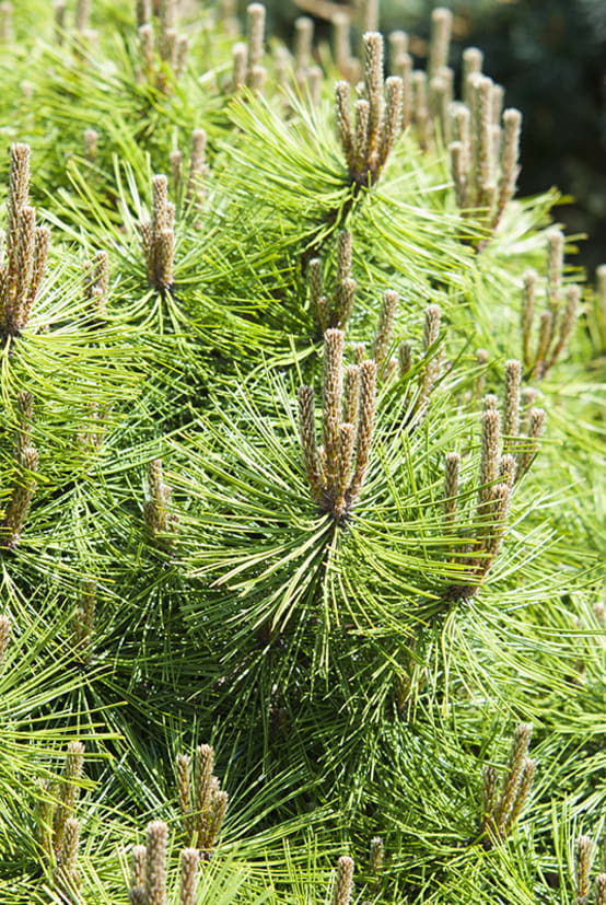 Pin rouge du Japon 'Jane Kluis' - Jardiland