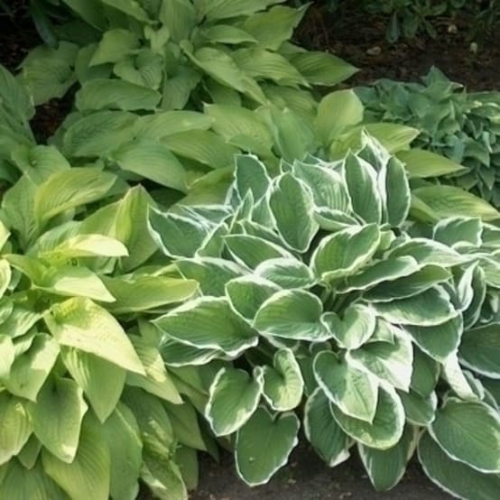 Hosta, funkia - Jardiland