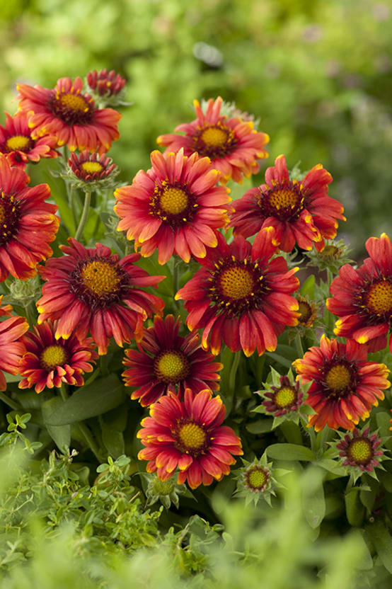 Gaillarde 'Arizona Red Shades' - Jardiland