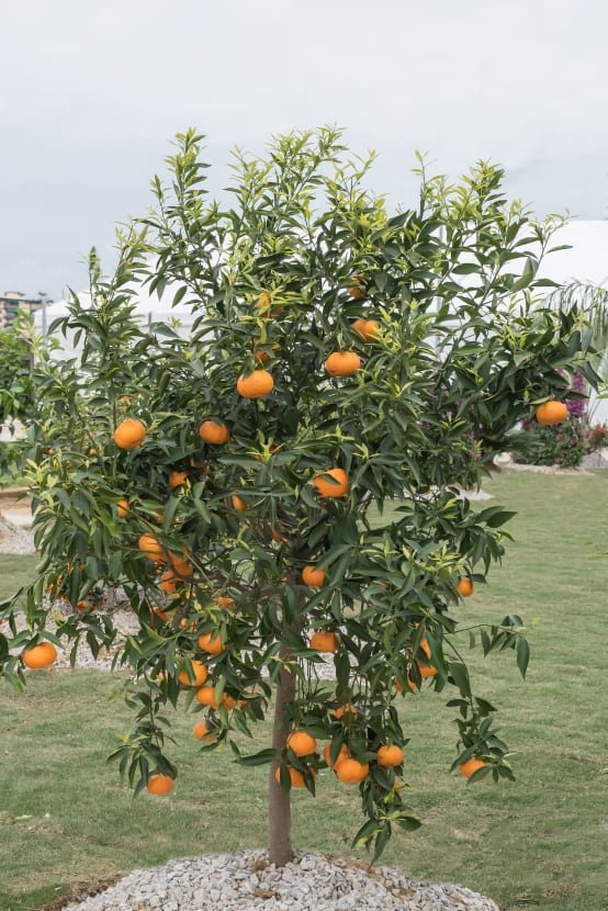 Mandarinier - Jardiland