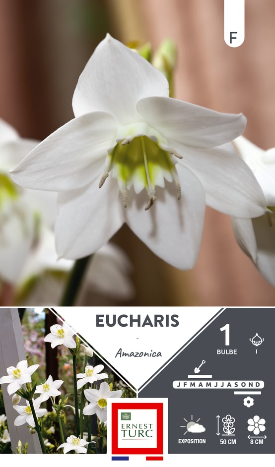 Planta Bulbosa Flor Blanca Pura I x1 – ET PRI N - Jardiland