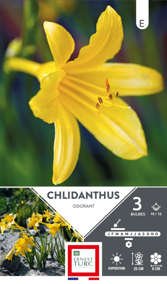 Plante bulbeuse fleurs trompette jaunes - ET PRI N - Jardiland