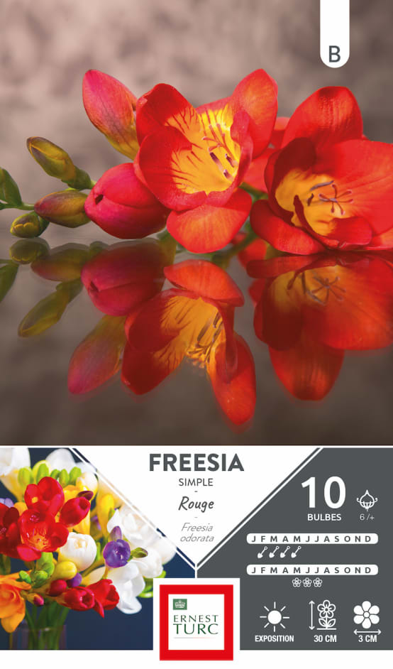 Freesia simple rojo bulbo – - Jardiland